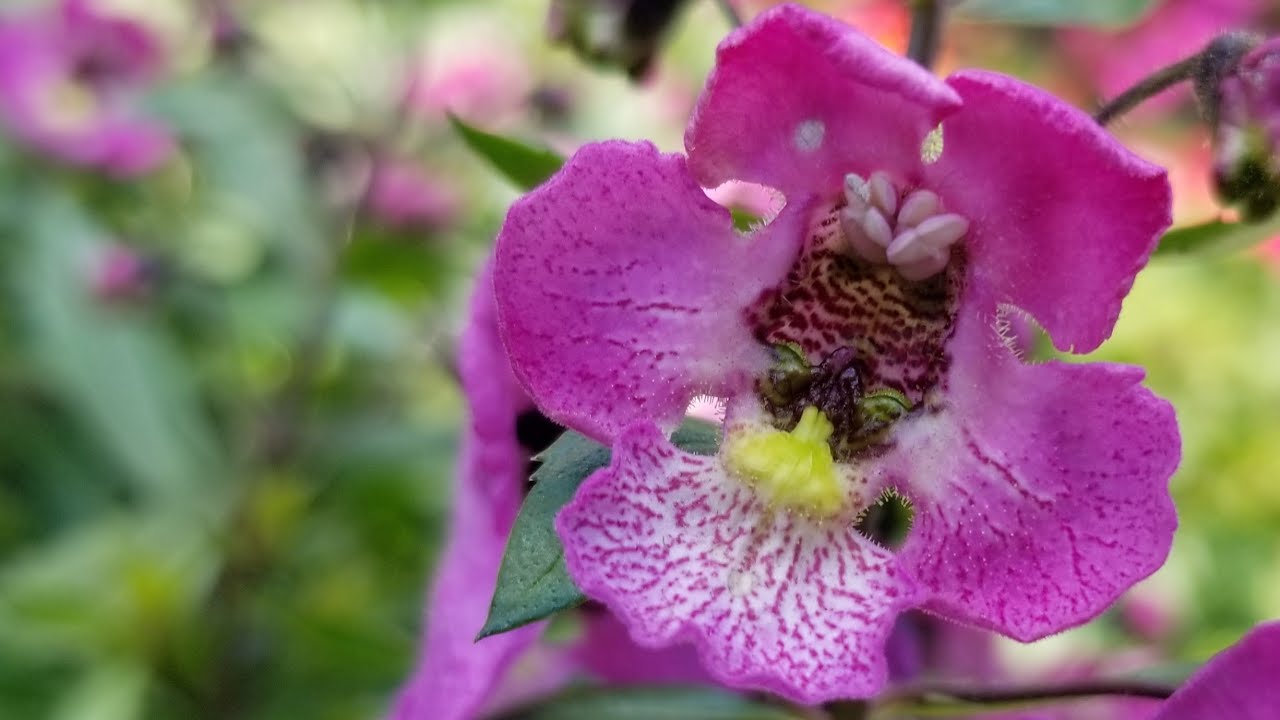 Collection 5 | Fleurs cultivées au Québec avec nomenclature - YouTube