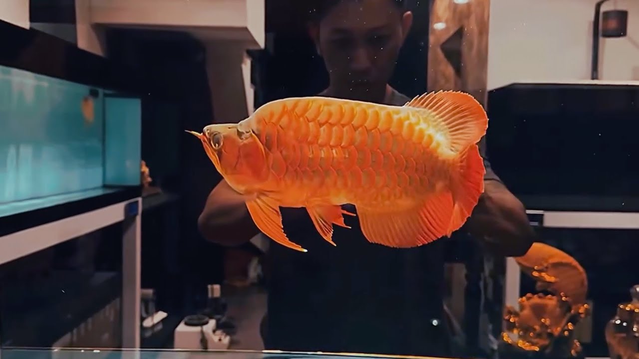 Super Rare Red Arowana Fish Showcase - Beautiful Arowana Fish in the ...