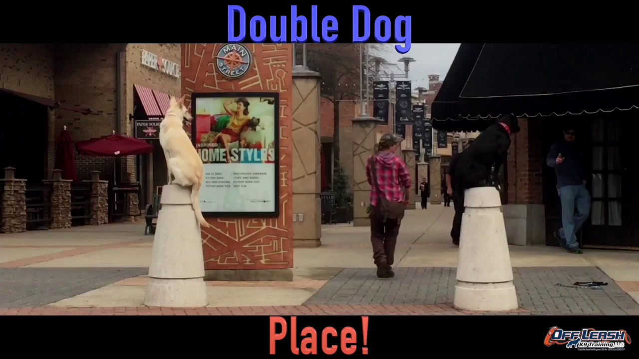 Double Dog Place | Boarding and Training in Northern Virginia | Off ...