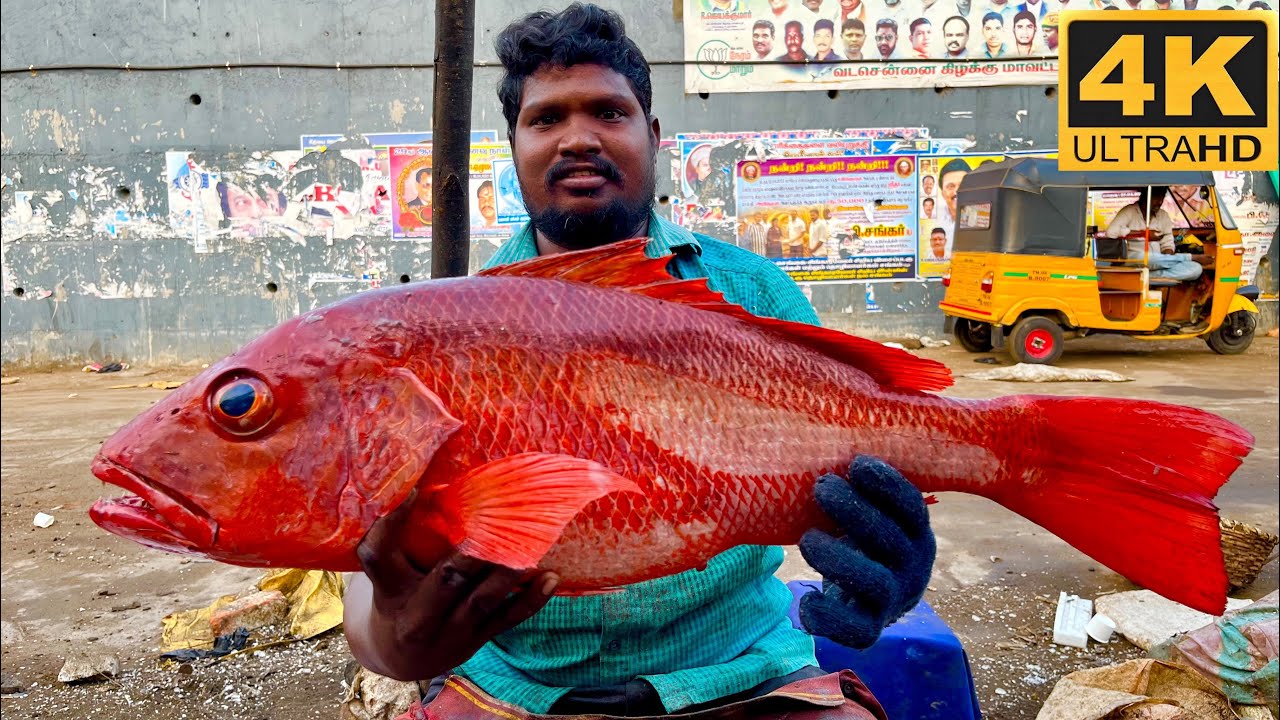 Mosadi fish Kerai fish cutting video/Fishcuttingrs/#fishcuttingrs # ...