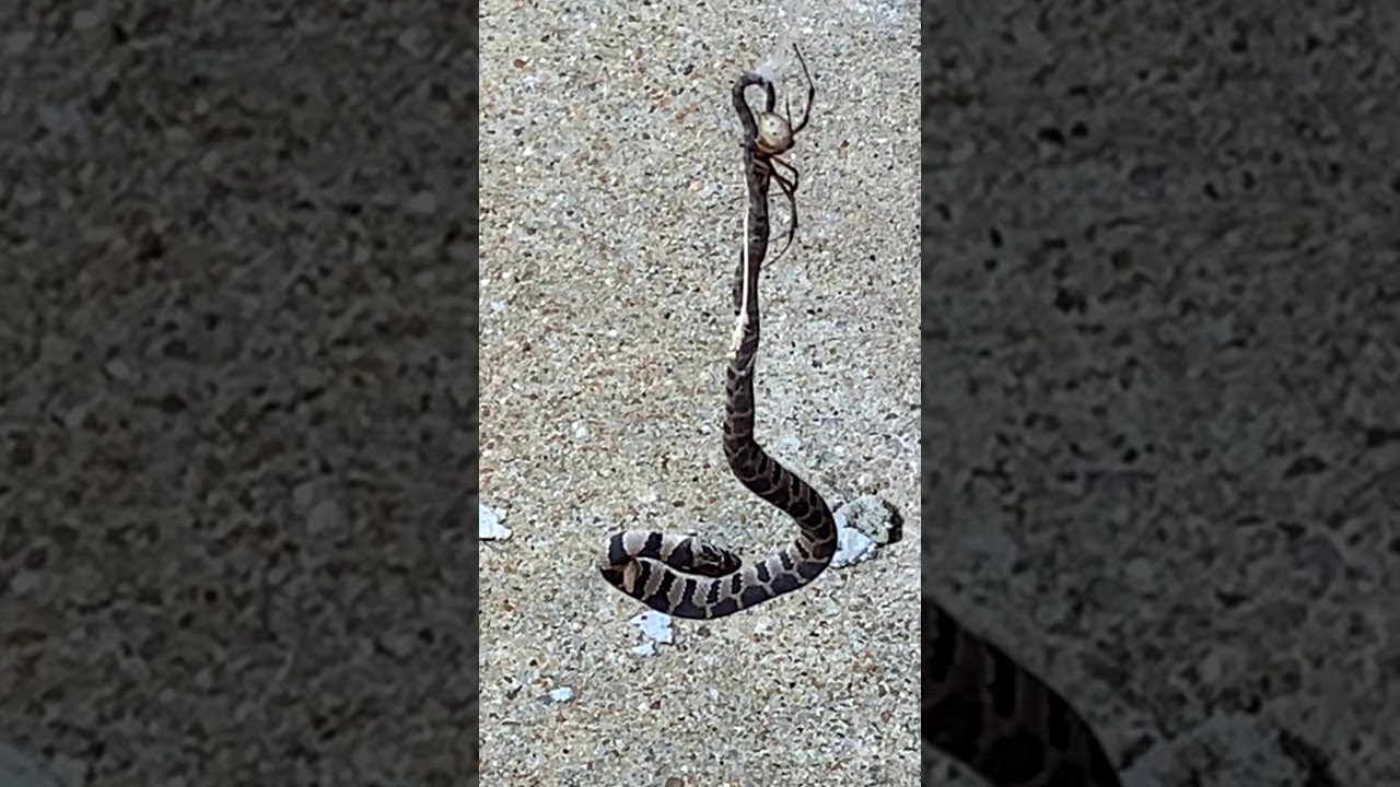 Snake Caught In Spider Web 🐍 - YouTube