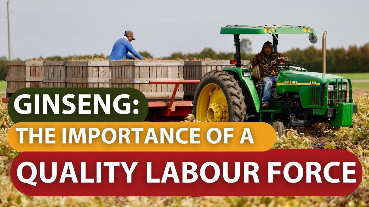 Ginseng: The Importance of a Quality Labour Force - YouTube