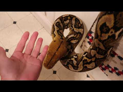 Sulawesi Reticulated Python In The Tub. - YouTube