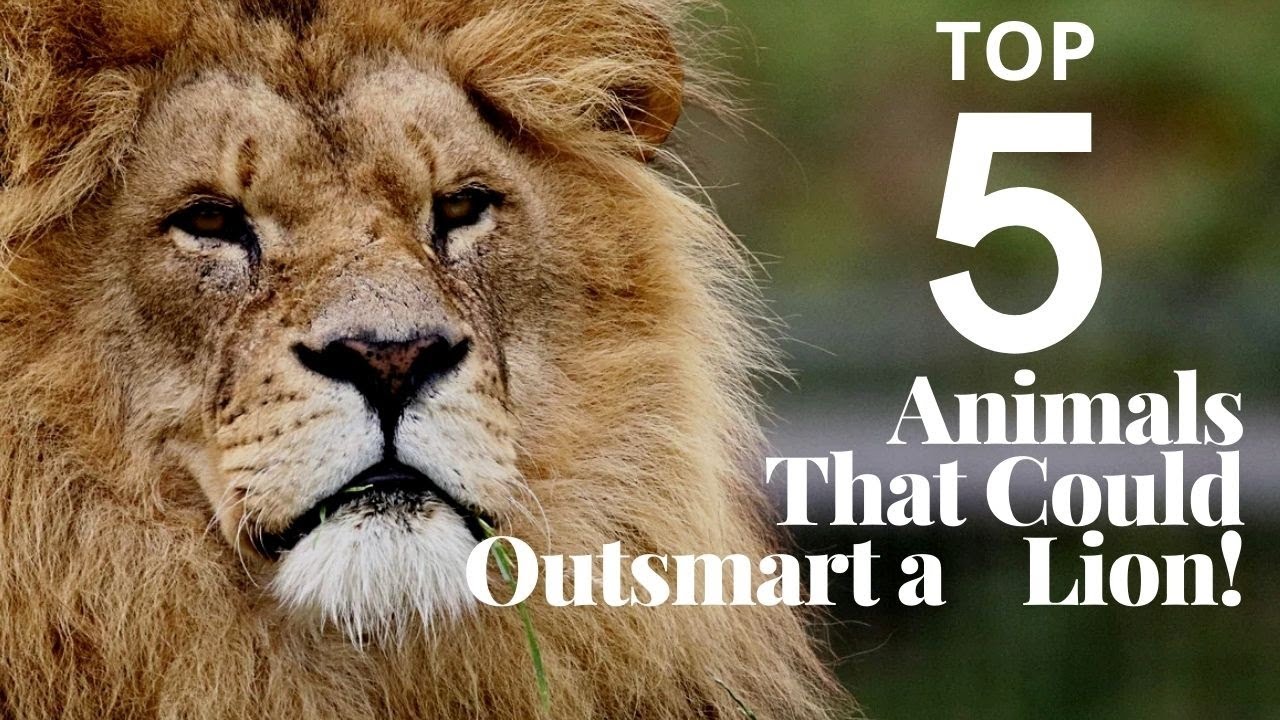 5 Animals That Could Outsmart a Lion! - YouTube
