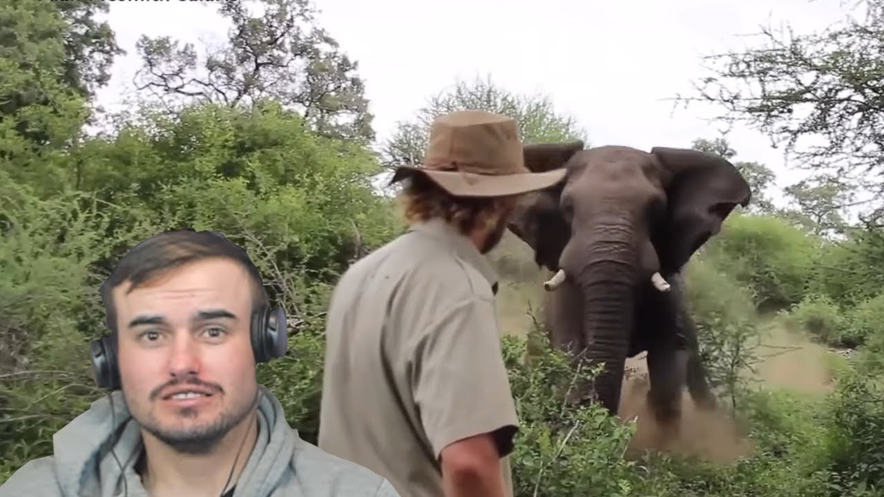 SCARY ANIMAL ENCOUNTERS CAUGHT ON CAMERA!!! - YouTube