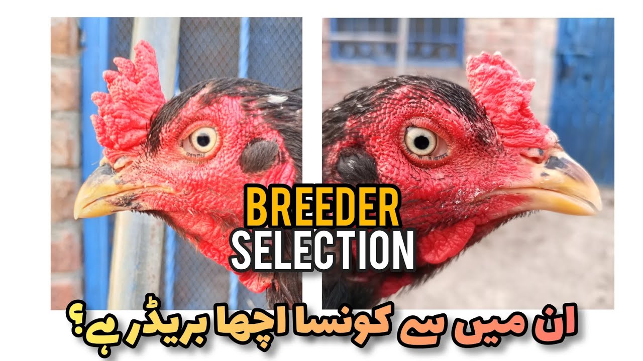 Pakistan aseel breeder murga - How to choose aseel Breeder - Aseel ...