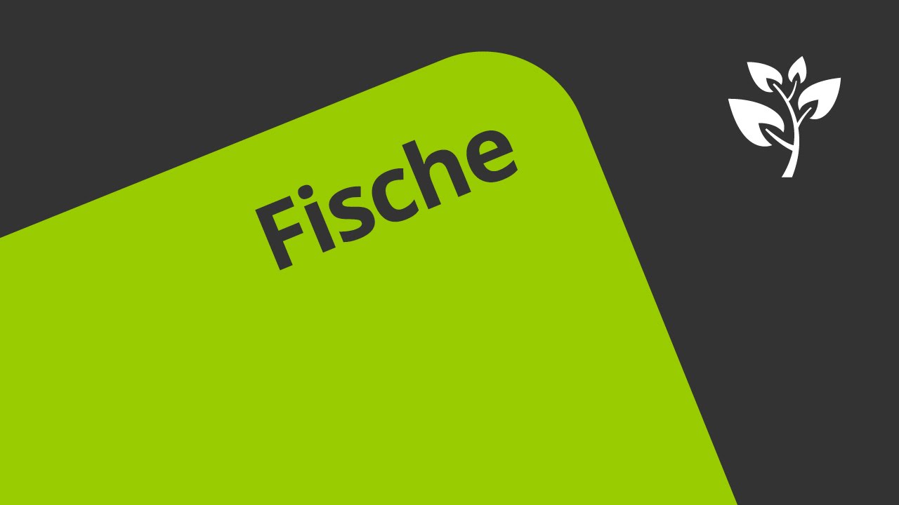 Wie sind Fische (äußerlich) aufgebaut? | Biologie | Zoologie - YouTube