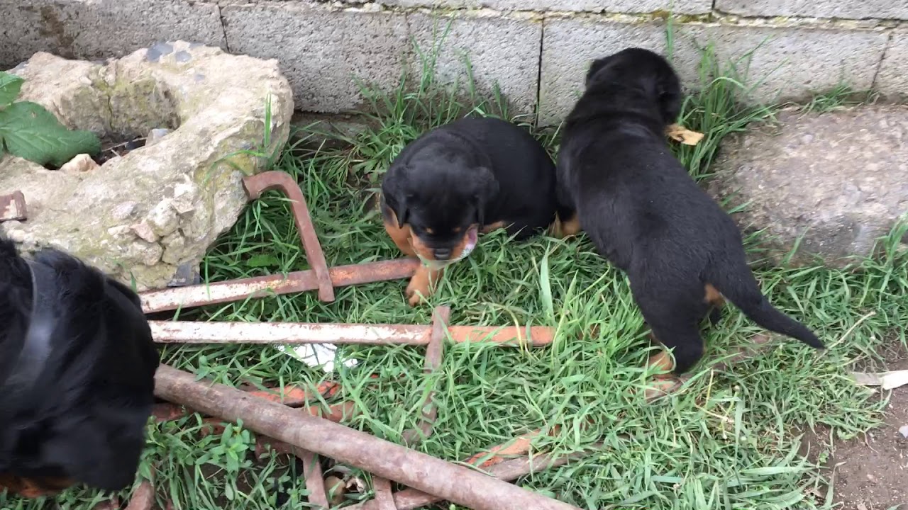 bébés rottweilers - YouTube