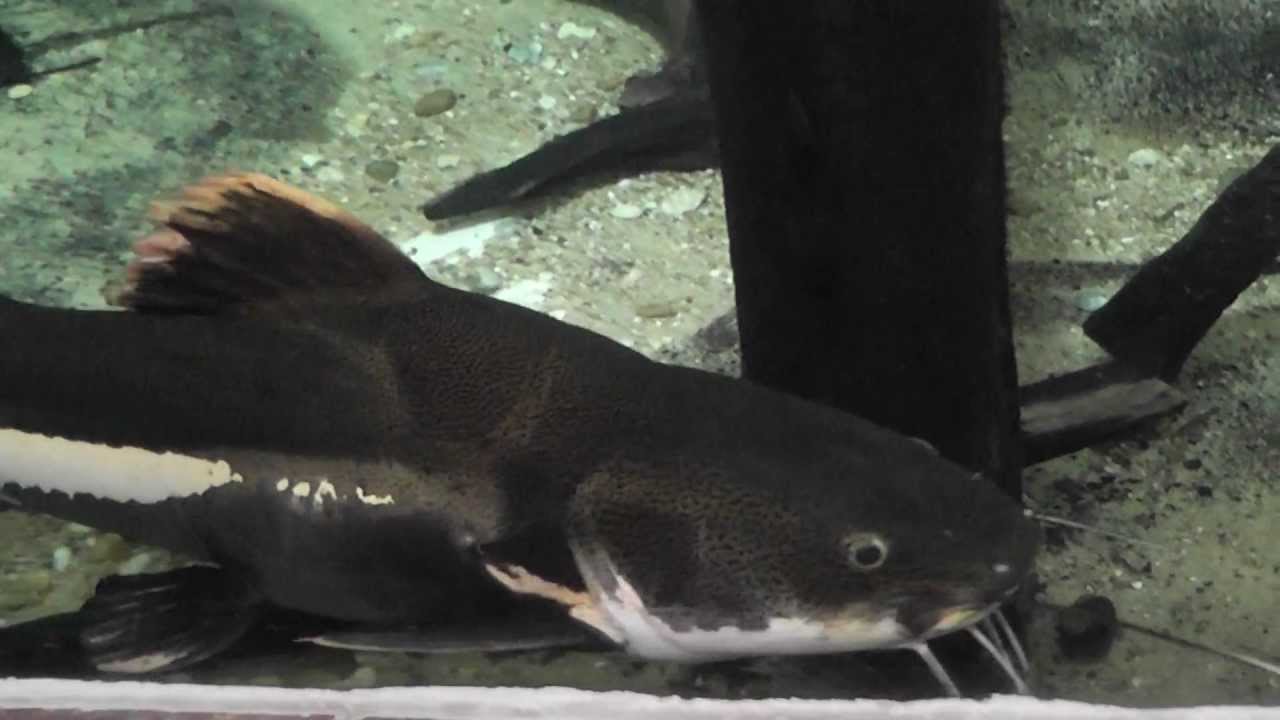 catfish in a tank - YouTube