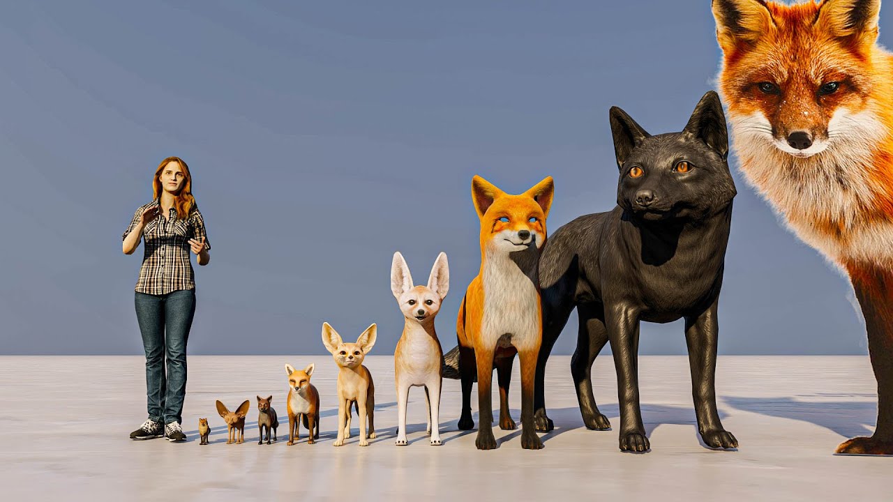 Fox Size Comparison #animals #animation - YouTube