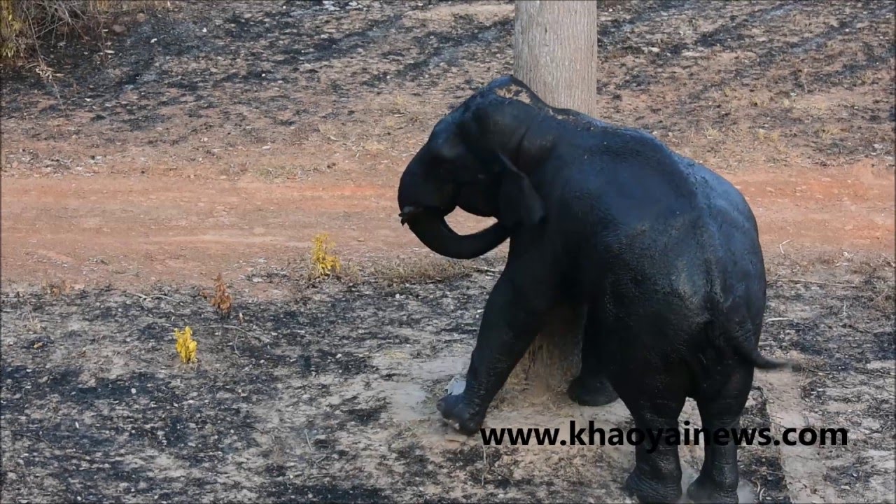 an itchy elephant at dong yai wildlife sanctuary - YouTube