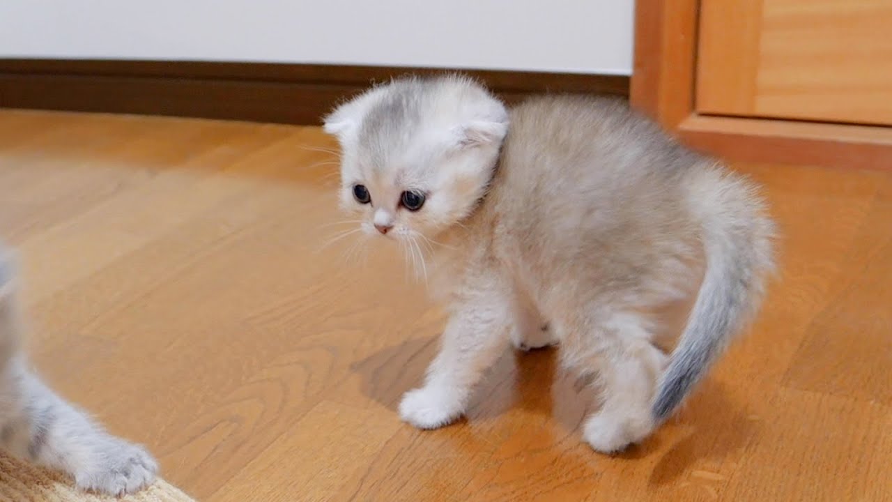 A cute kitten with the weakest intimidating pose in the world. - YouTube