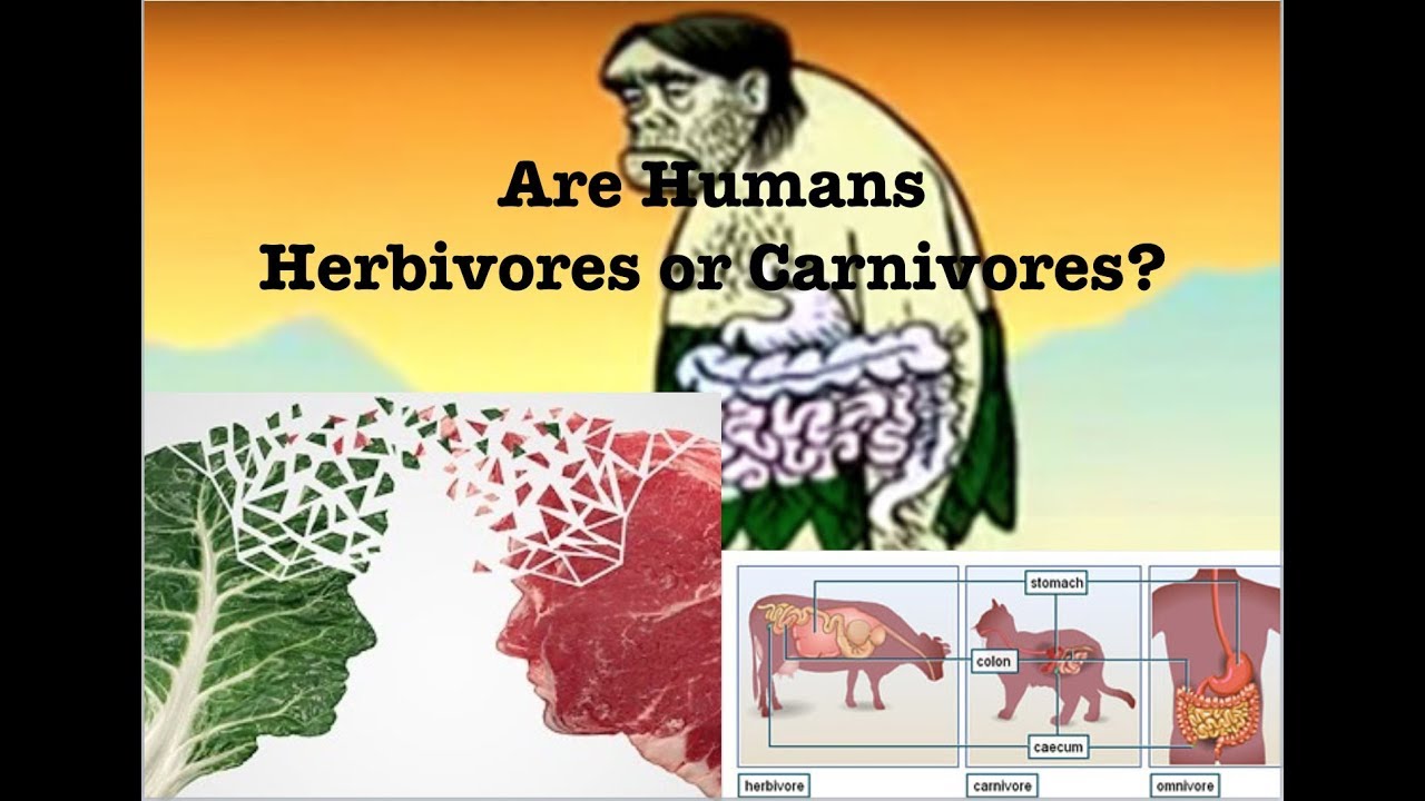 Are Humans Herbivores or Carnivores | The Omnivore Dilemma | RooseTube ...