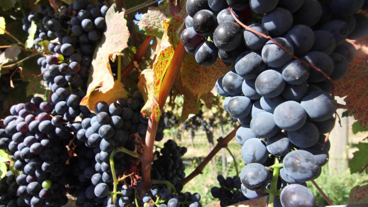 Tranche Cellars Youtube - YouTube