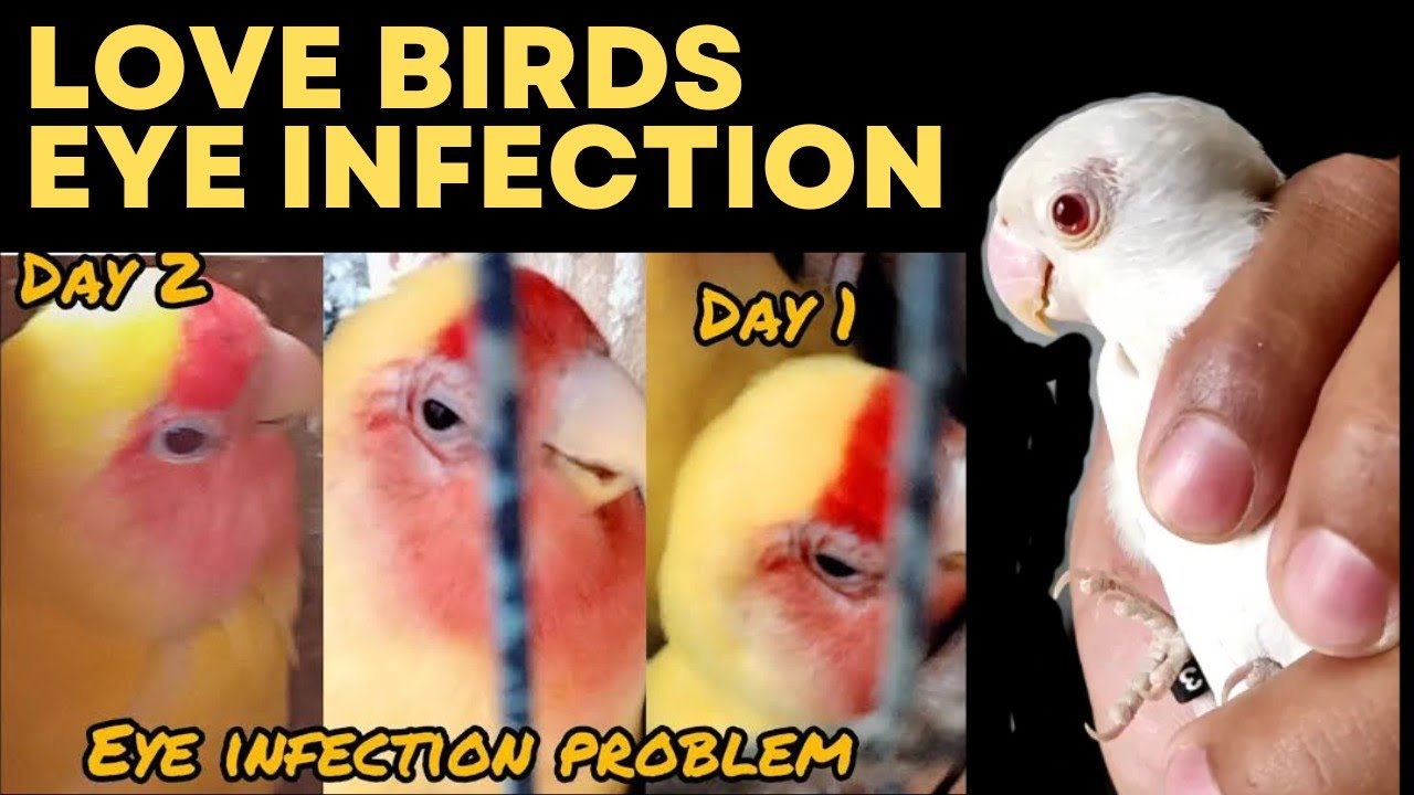 love Brid eyes infection | Bird zone official - YouTube