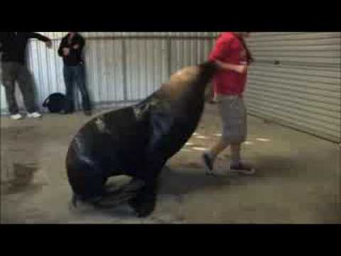 nims island: animal friends - YouTube