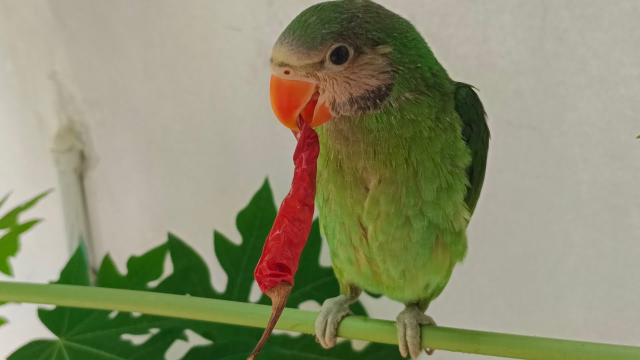 A smart talking parrot is eating chilli. - YouTube