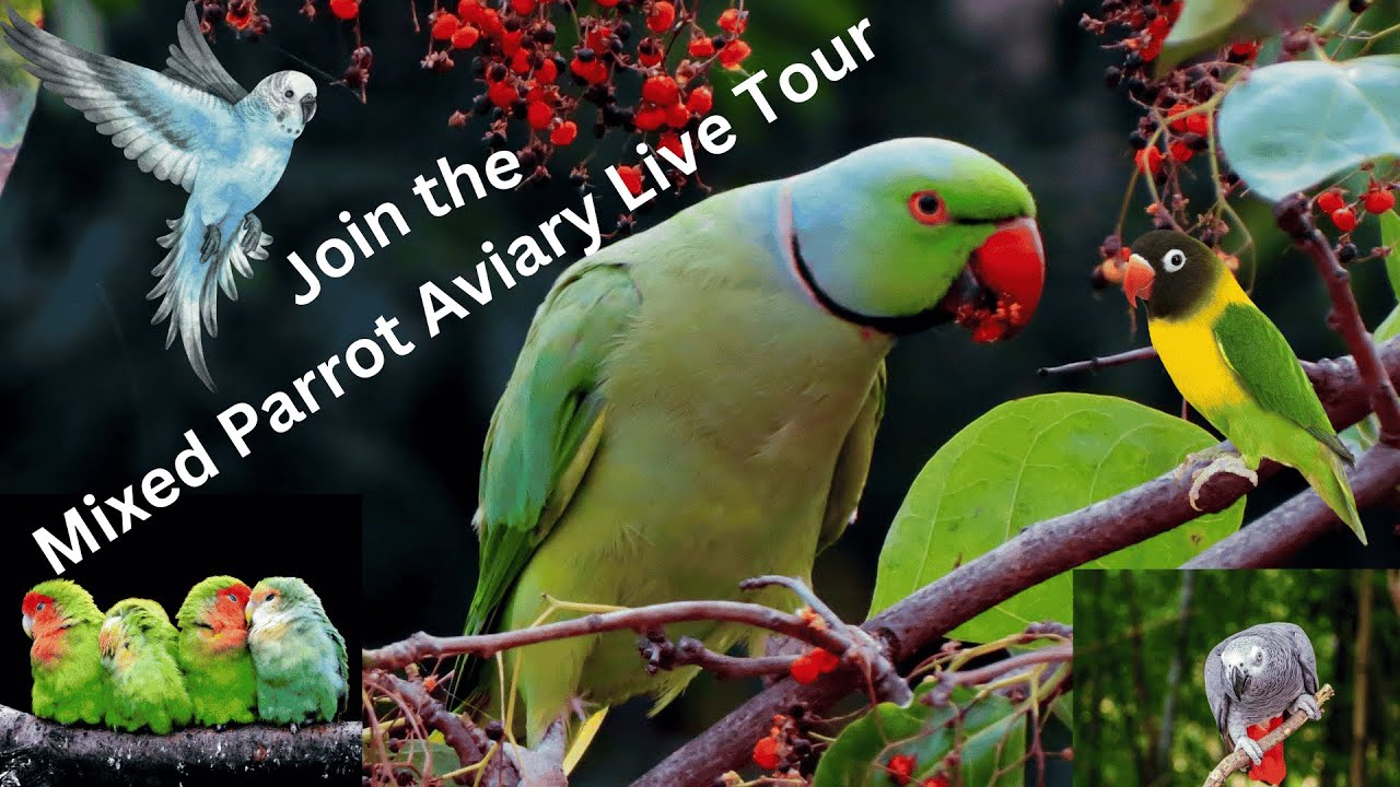 Parrot Aviary Live Tour | Meet Our Feathered Family in Real-Time! 🦜💙 ...