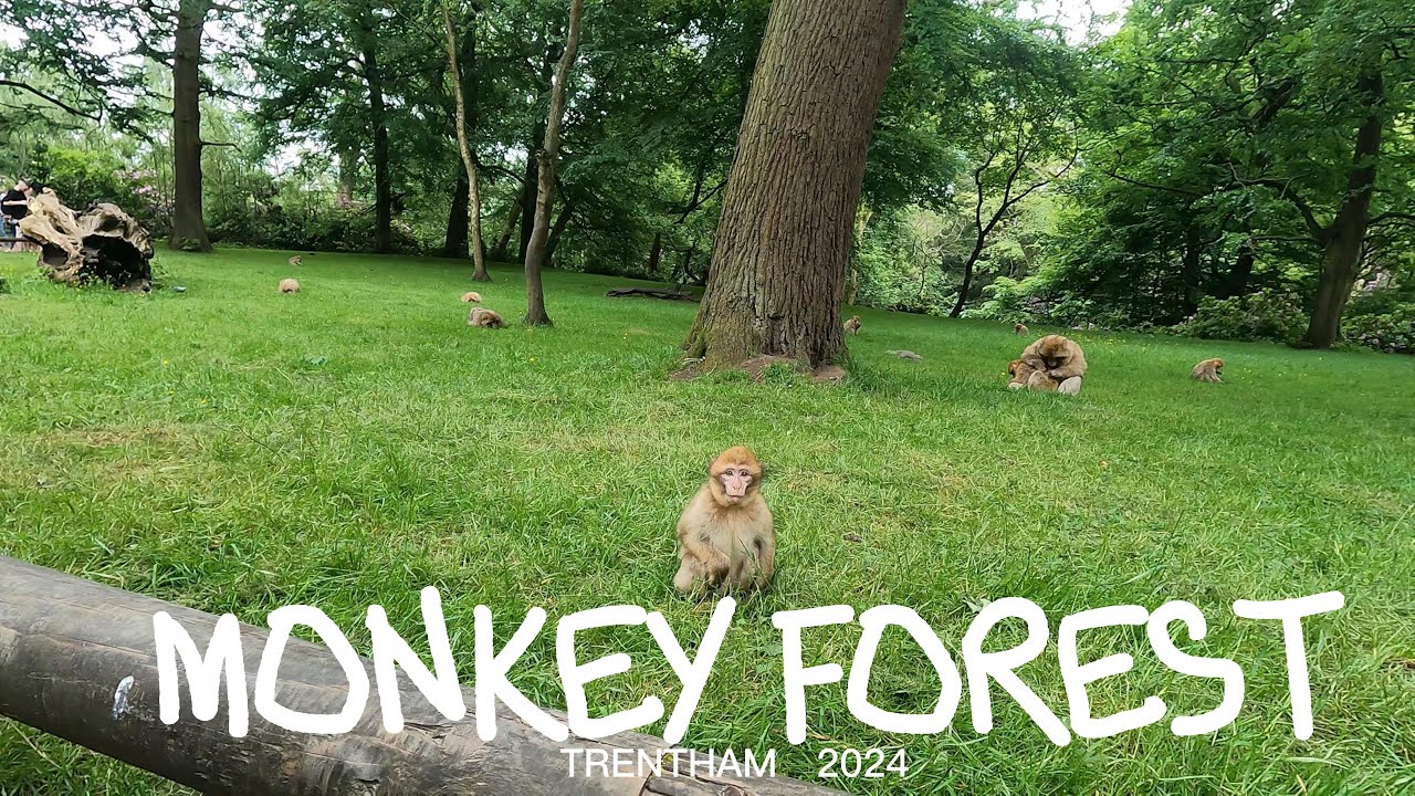 Trentham Monkey Forest,Stoke on Trent . - YouTube