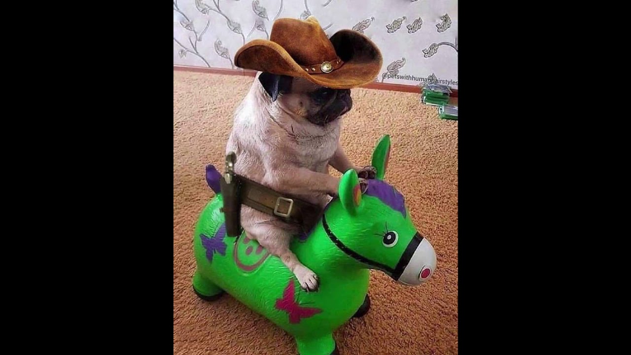 It's a song... about a pug... riding on a horse... - YouTube