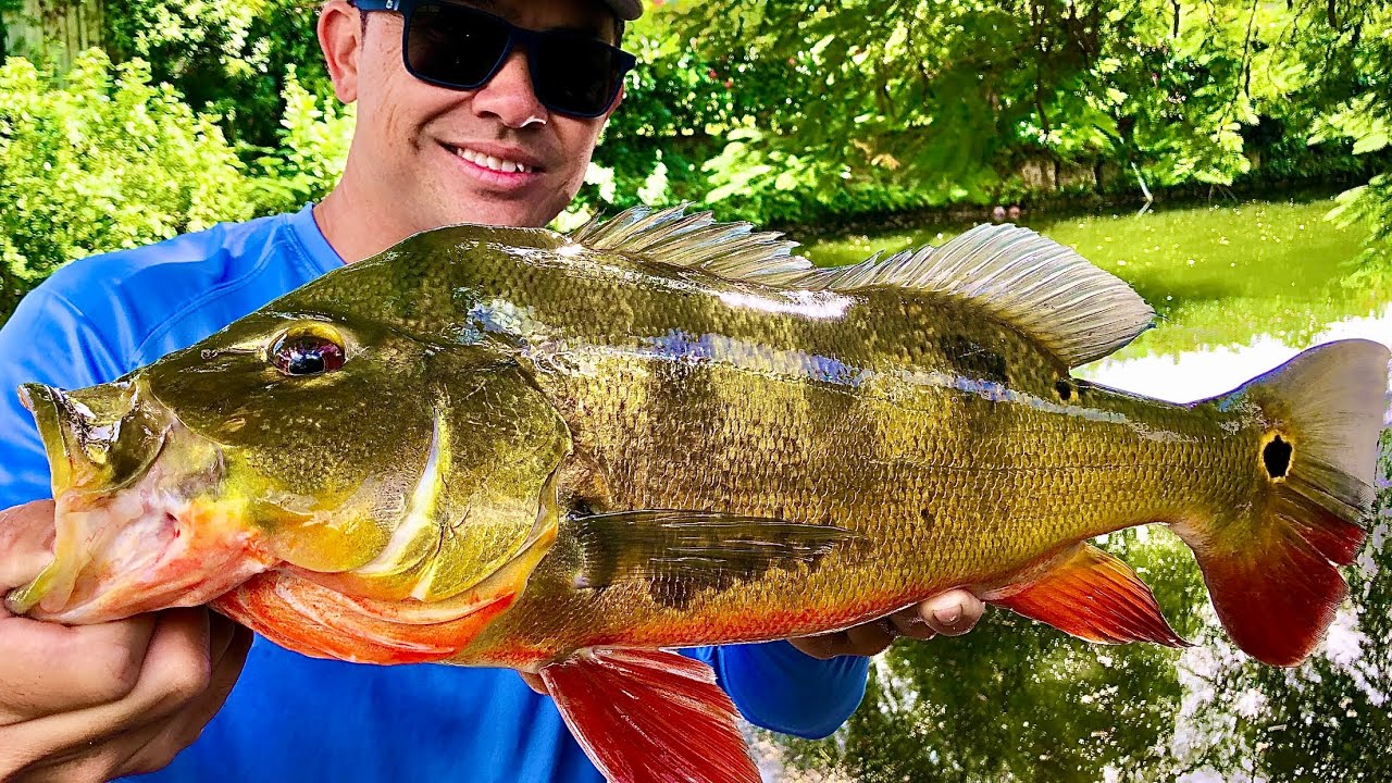 BIG Amazon Fish - (Secrets Reveled) - YouTube