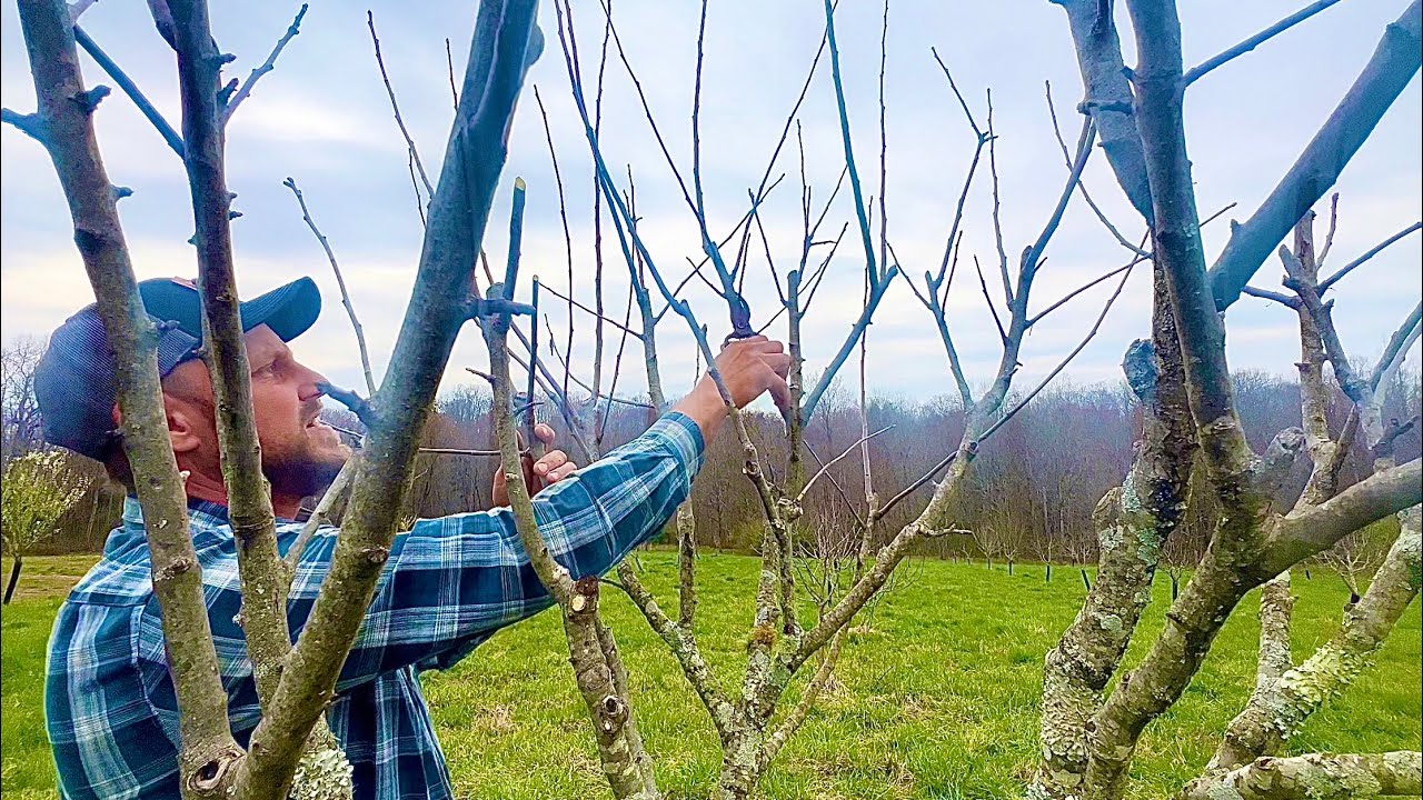 Orchard pruning simplified! - YouTube