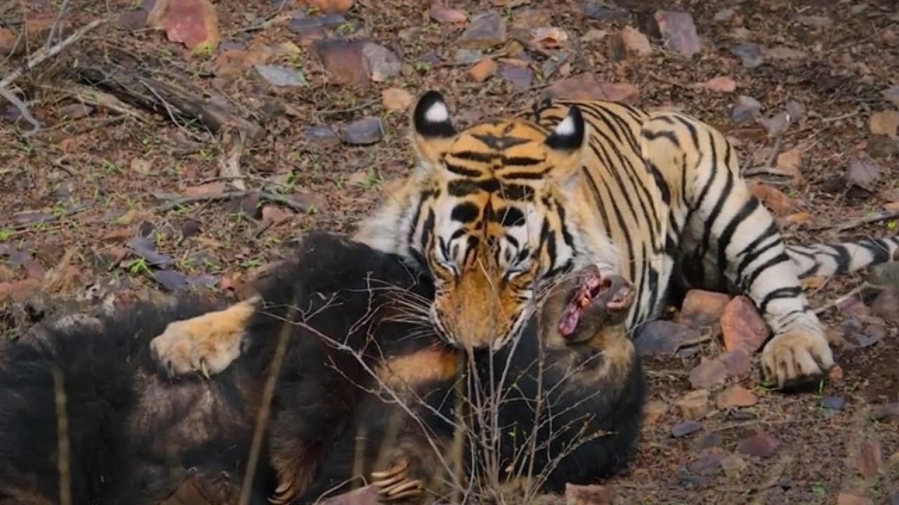 Rare hunting battle: Tiger hunts and eats bear - YouTube