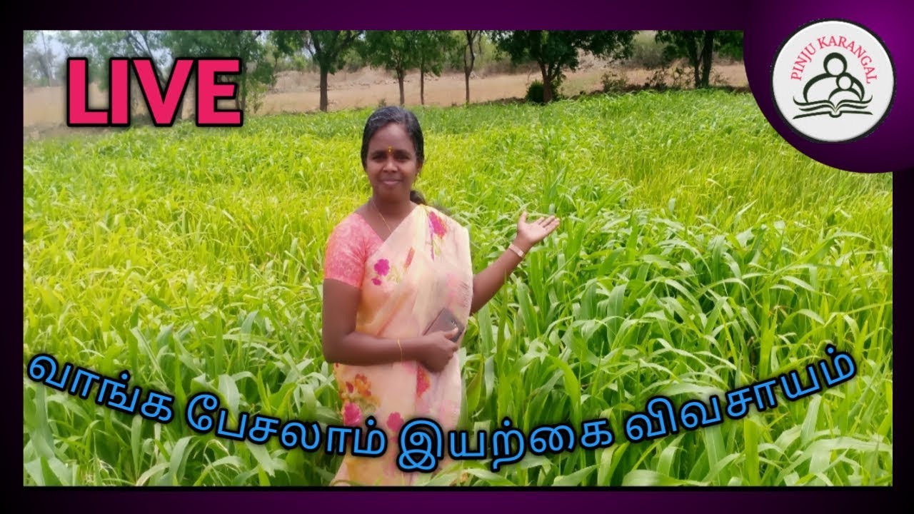 Live with PINJU KARANGAL | இயற்கை வேளாண்மை | Natural Farming - YouTube