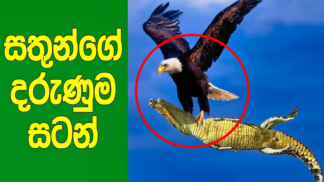 කැලෑ සතුන් අතරේ දරුණුම සටන් ඇතිවුන දුර්ලභ අවස්ථා 7ක් මෙන්න. | 7 ...