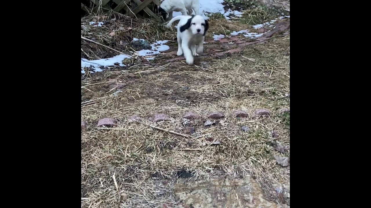 Murgle Day 9 - YouTube