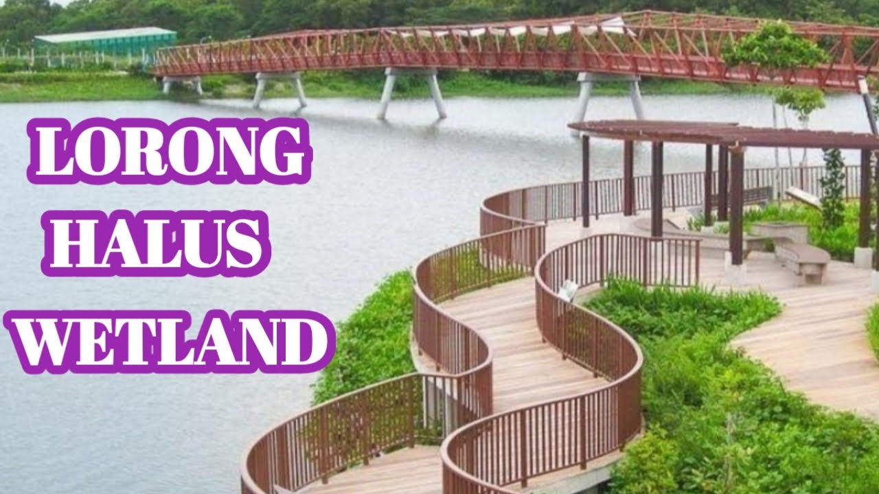 LORONG HALUS WETLAND SINGAPORE | IYACHE & MOM - YouTube