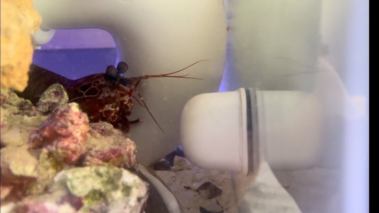Mantis shrimp punching glass cleaner - YouTube