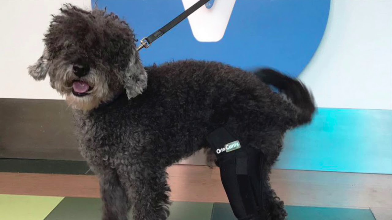 Órtesis de rodilla para perro con ligamentos rotos - YouTube