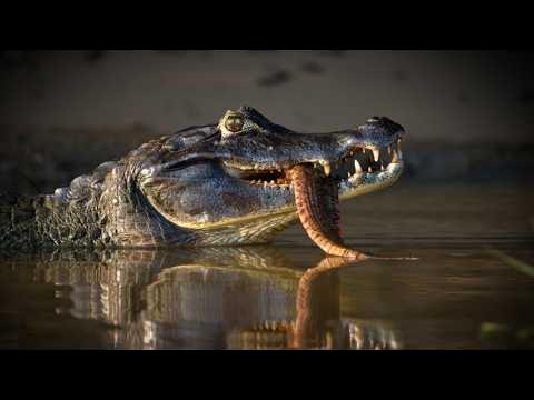 Wild Encounters - The Most Dangerous Animals of the Amazon Rainforest ...