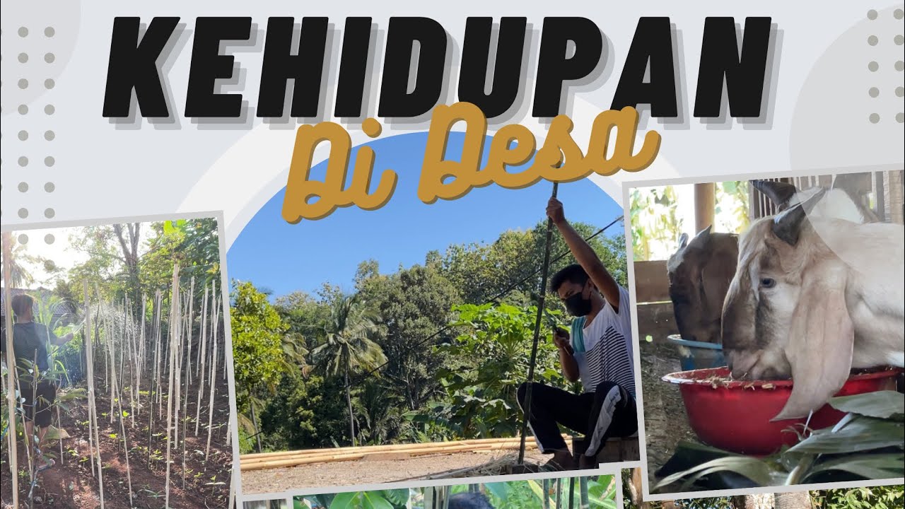 Rutinitas kehidupan di desa - YouTube