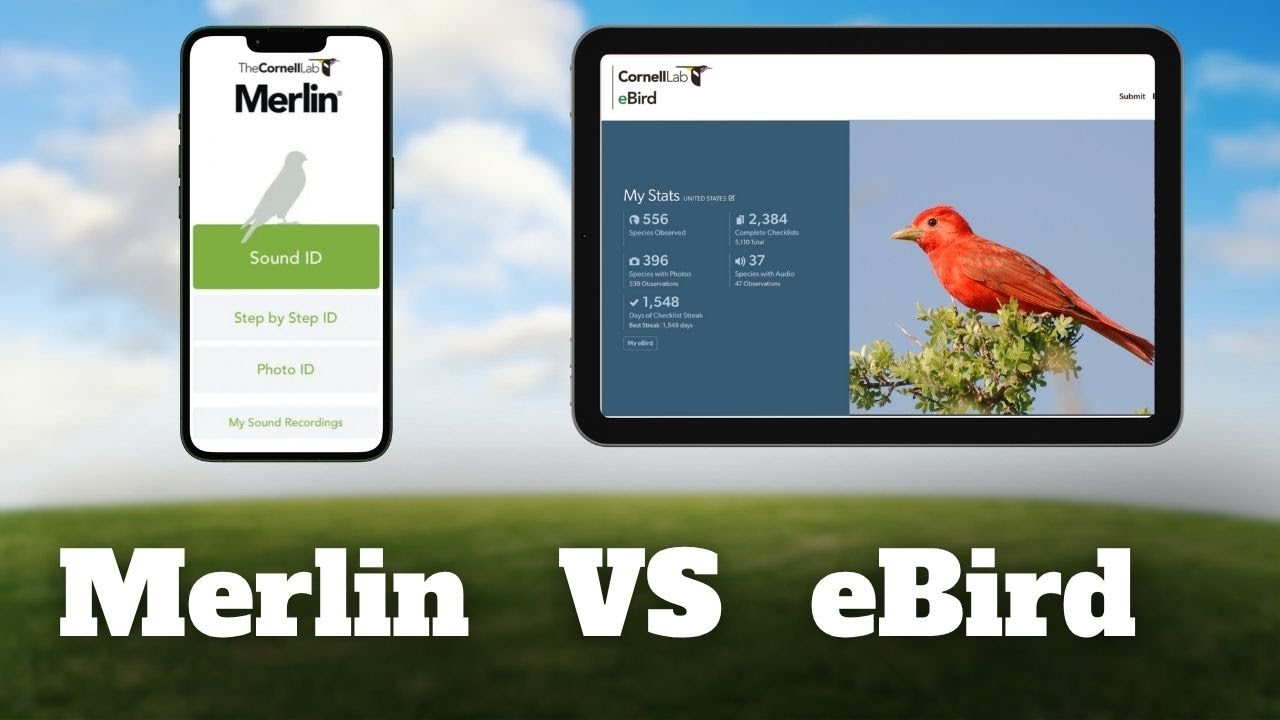 Which Birding App Should You Use? Merlin vs eBird Breakdown - YouTube