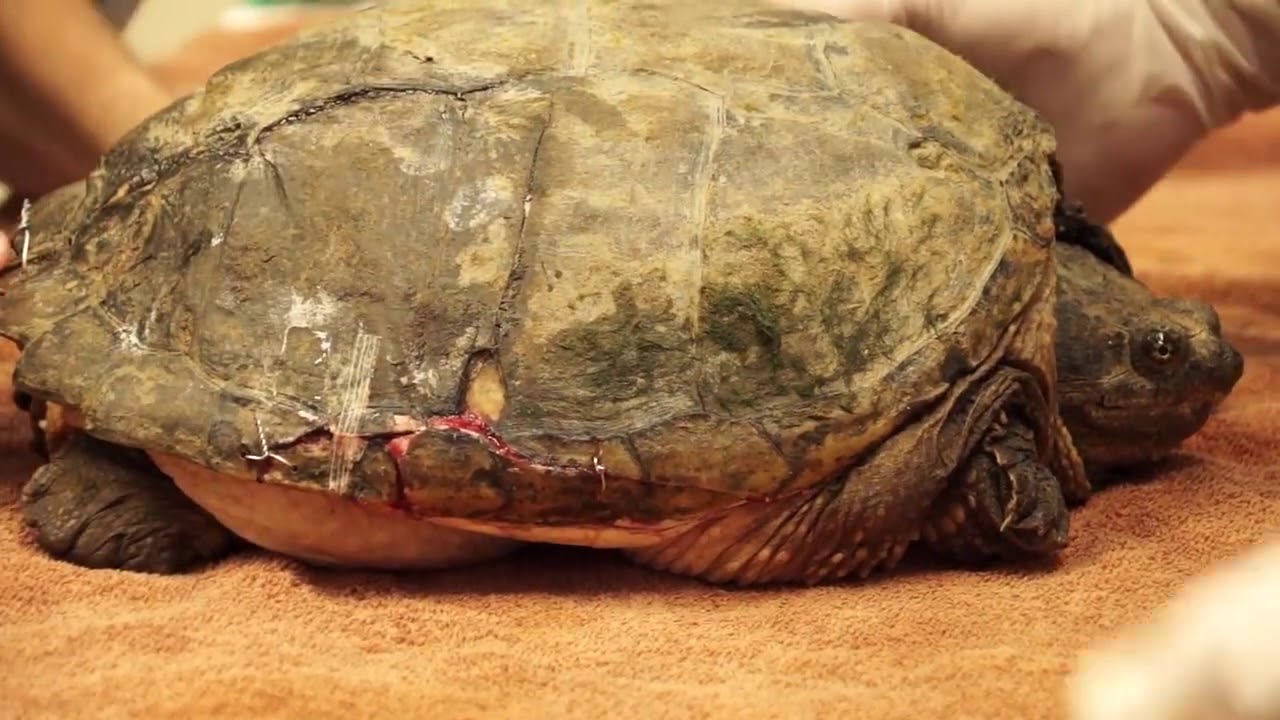 Injured Snapping Turtle, October 2018 - YouTube