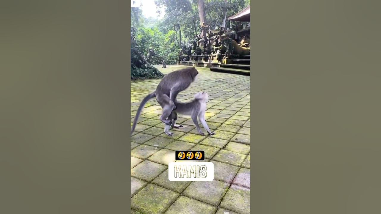 Monyet Kawin Youtube
