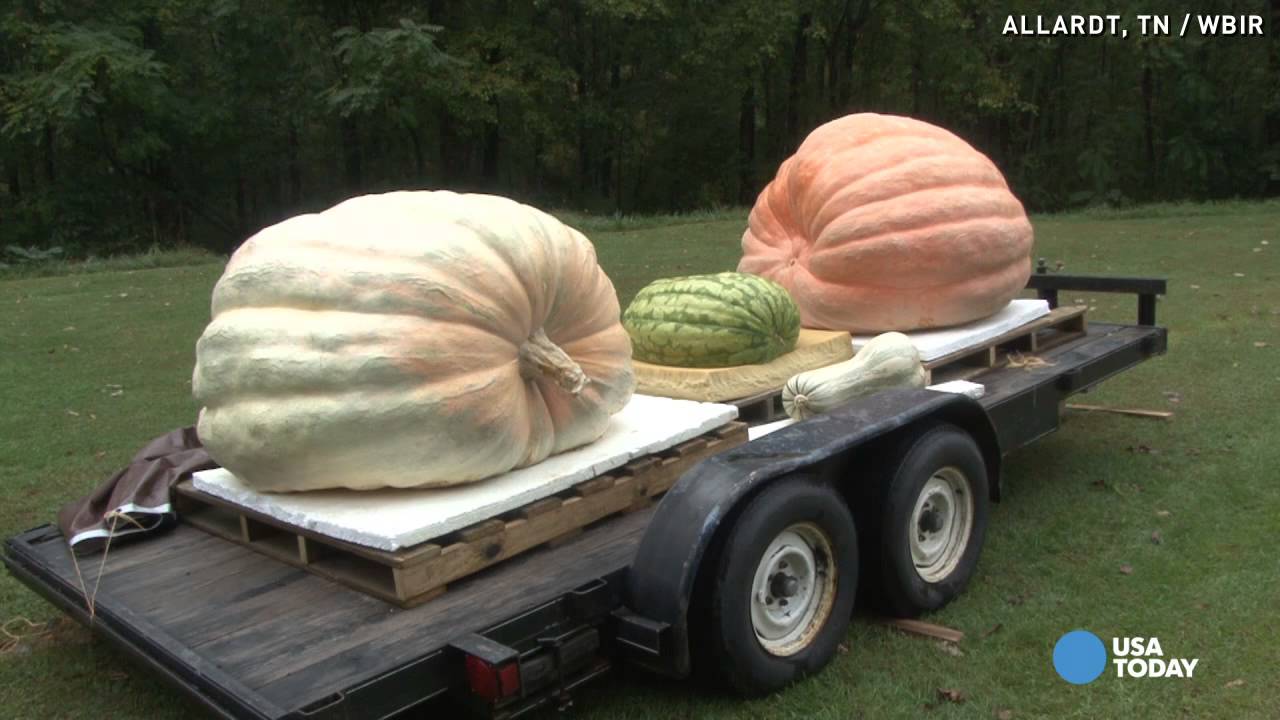 This 1,400 pound pumpkin is record-breaking - YouTube