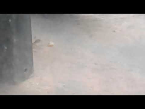 Do lizards eat cheese? - YouTube