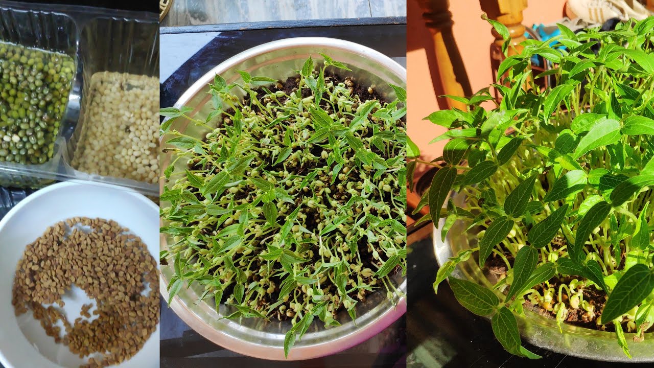 How to make Microgreens Perfectly - YouTube