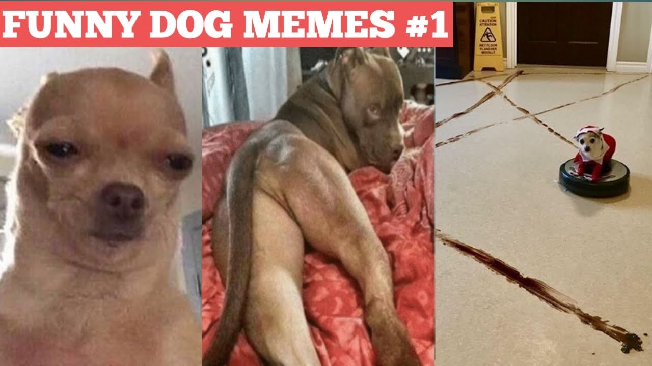 DOGGO DANK MEMES #1 | PICTURE COMPILATION - YouTube