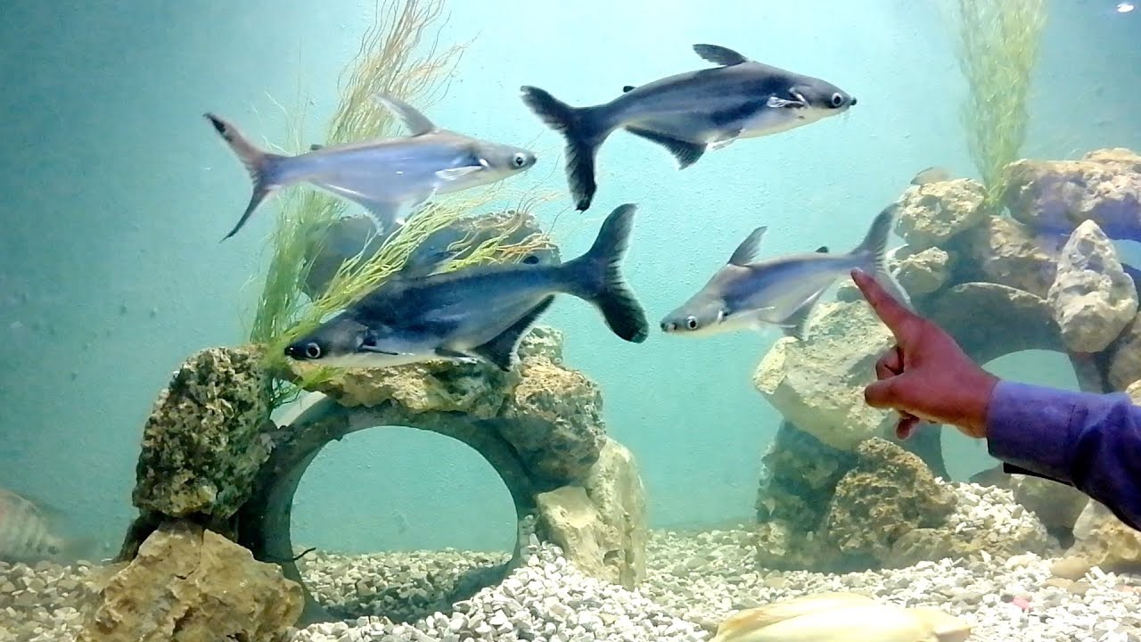 Sharks in Karachi zoo. - YouTube