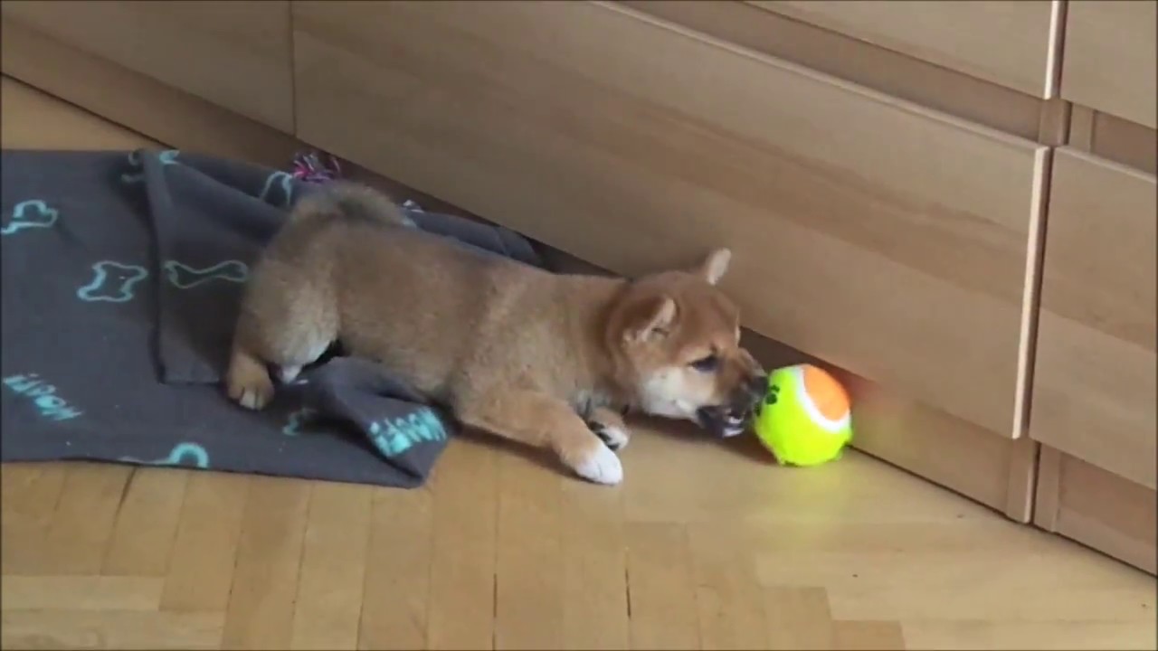 Cute shiba inu puppy vs ball - YouTube