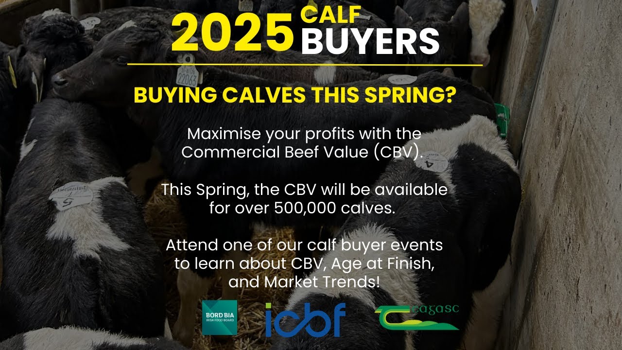 Calf Buyer Information Evening in Corrin Mart 29/01/25 - YouTube