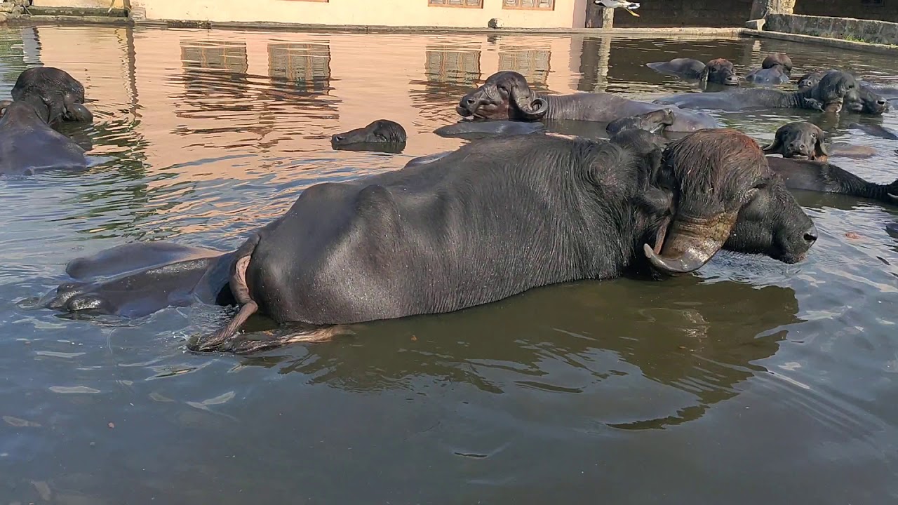 How to make Buffalo's swimming pool ??? - YouTube