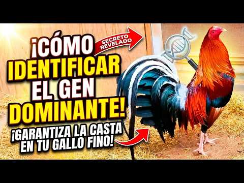 Cómo identificar el gen dominante que garantiza la casta en un Gallo fino.