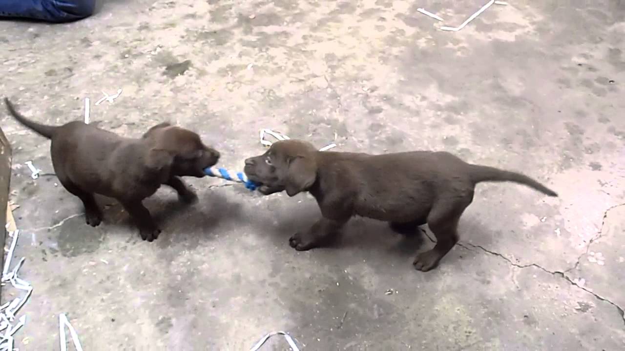 2 chocolate lab females @ 7 weeks old - YouTube