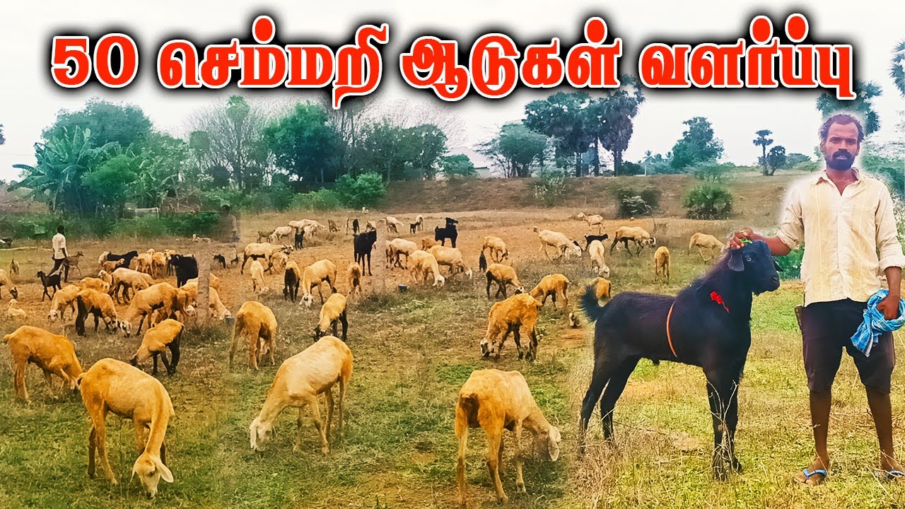 செம்மறி ஆடுகள் வளர்ப்பு | Semmari aadu valarpu | Aadu valarpu | Aadu ...