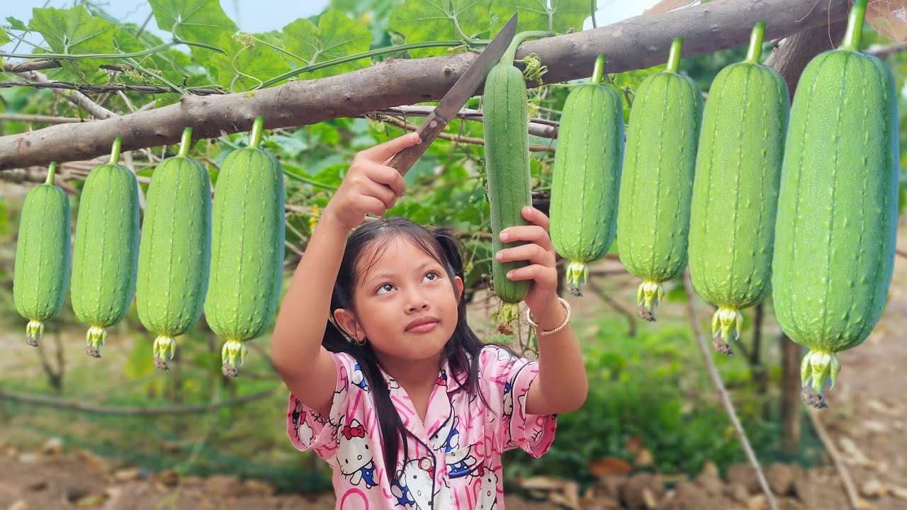 Smart girl Neath picks sponge gourds to cook a countryside food when ...